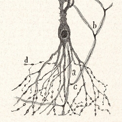 Santiago Ramón Y Cajal Neuron Drawing Art Print Antique Brain - Etsy