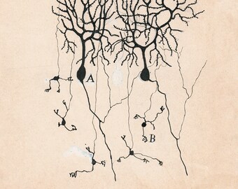Neuron Art Print, Santiago Ramón Y Cajal Drawing, Neuroscience, Biology ...