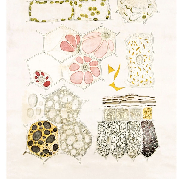 Biology Wall Art - Etsy