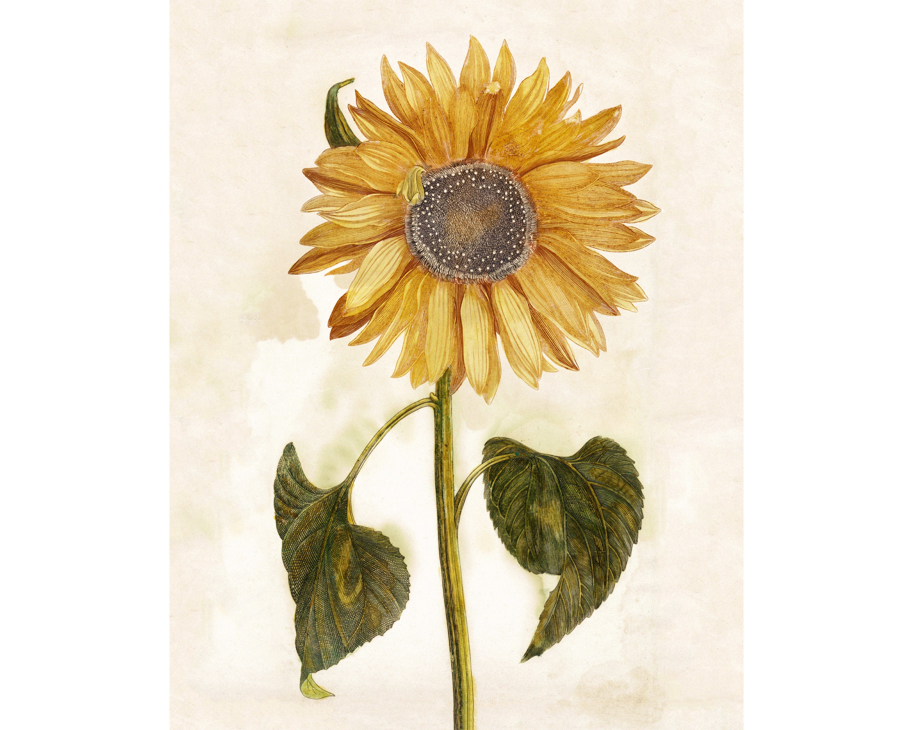 Vintage Sunflower Illustration