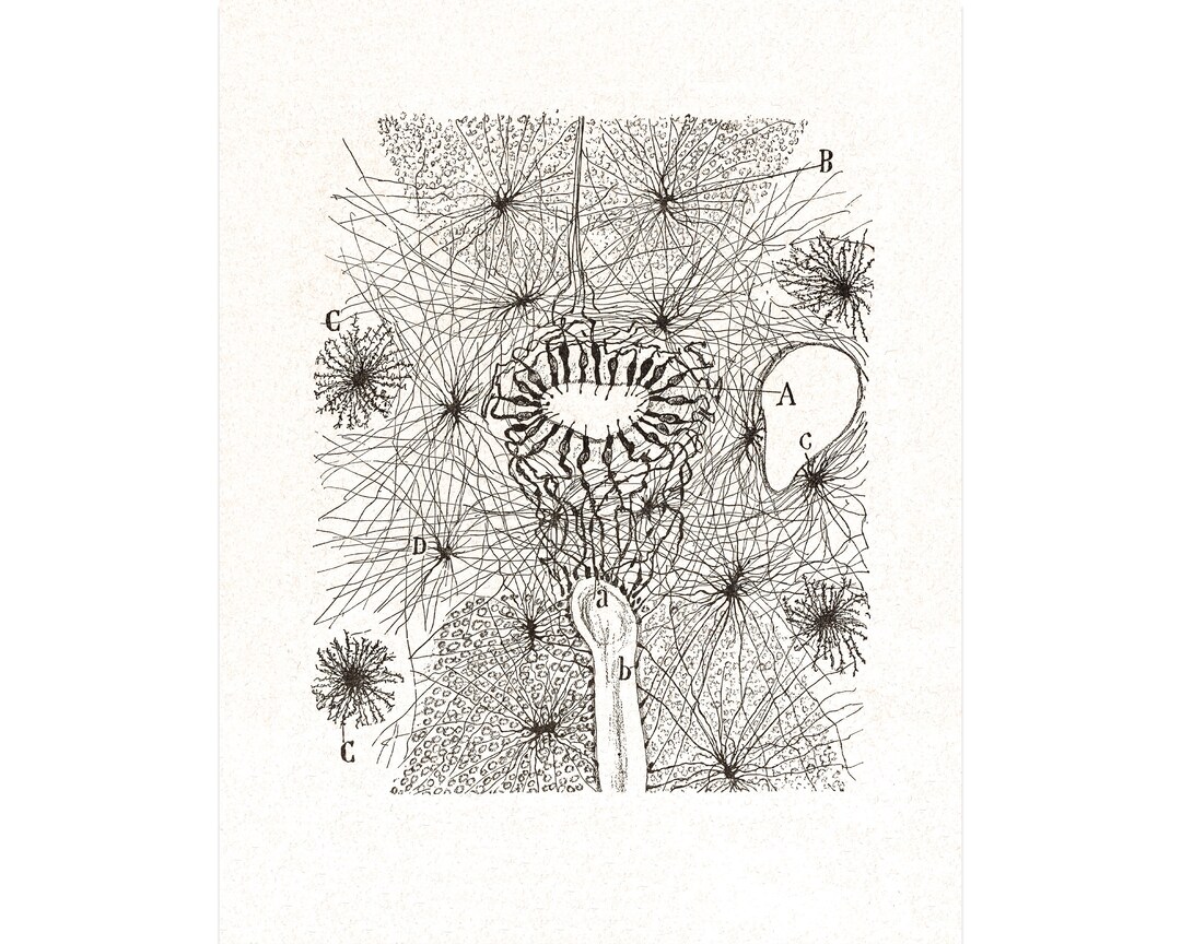 Vintage Cell Drawing | Santiago Ramón Y Cajal | Antique Anatomical ...