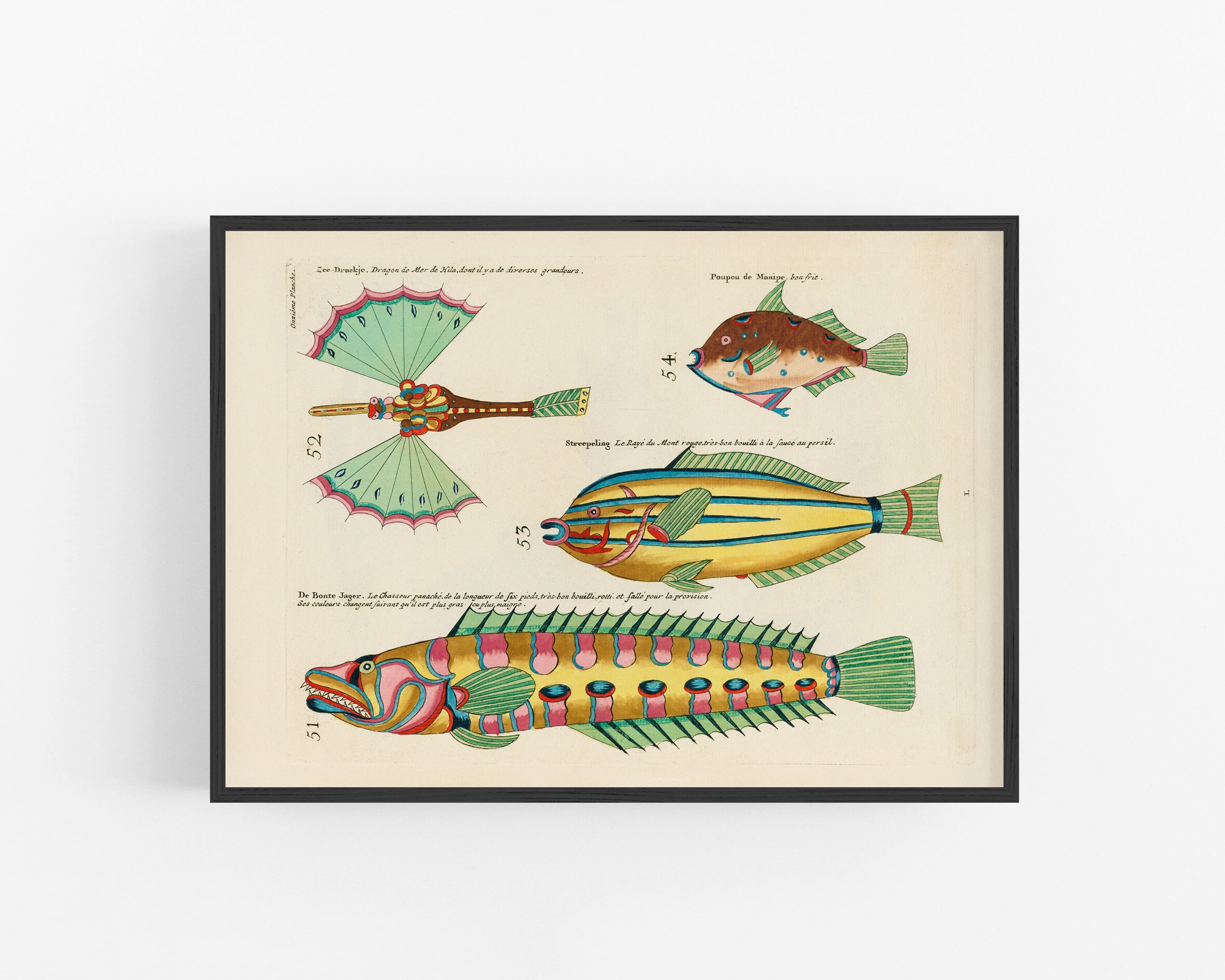 Antique Fish Art Print: 18th Century Natural History Illustration - Etsy