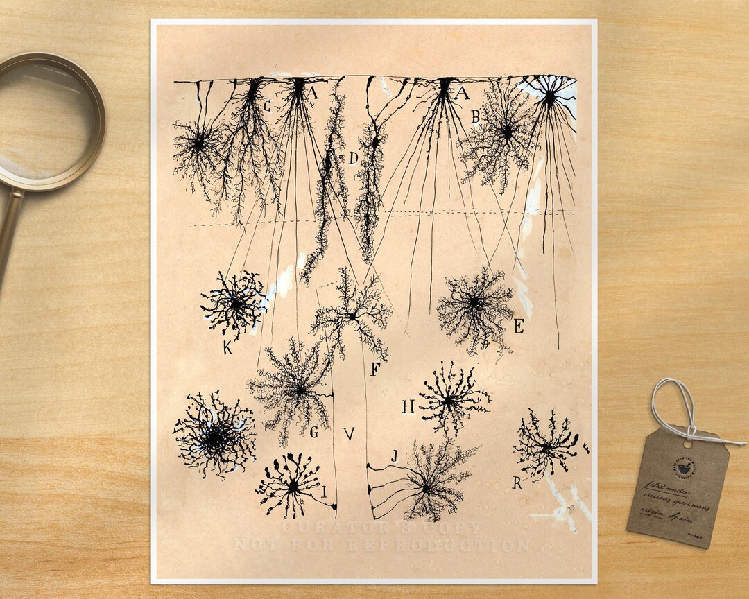 Cerebral Cortex Print: Vintage Anatomy Art by Cajal, 1904 - Etsy