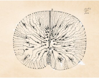 Neuron Art Print, Santiago Ramón Y Cajal Drawing, Neuroscience, Biology ...