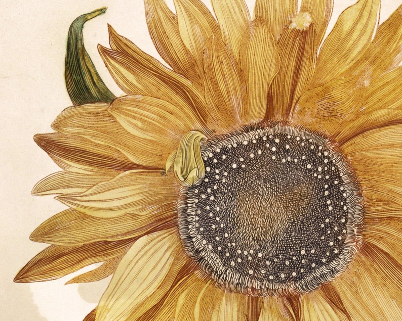 Ancient Vintage Sunflower 17th Century Giclée Fine Art Print - Etsy