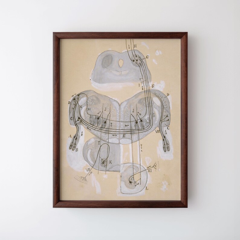 Vintage Anatomy Drawing | Trapezoid Body for Ears | Santiago Ramón Y ...