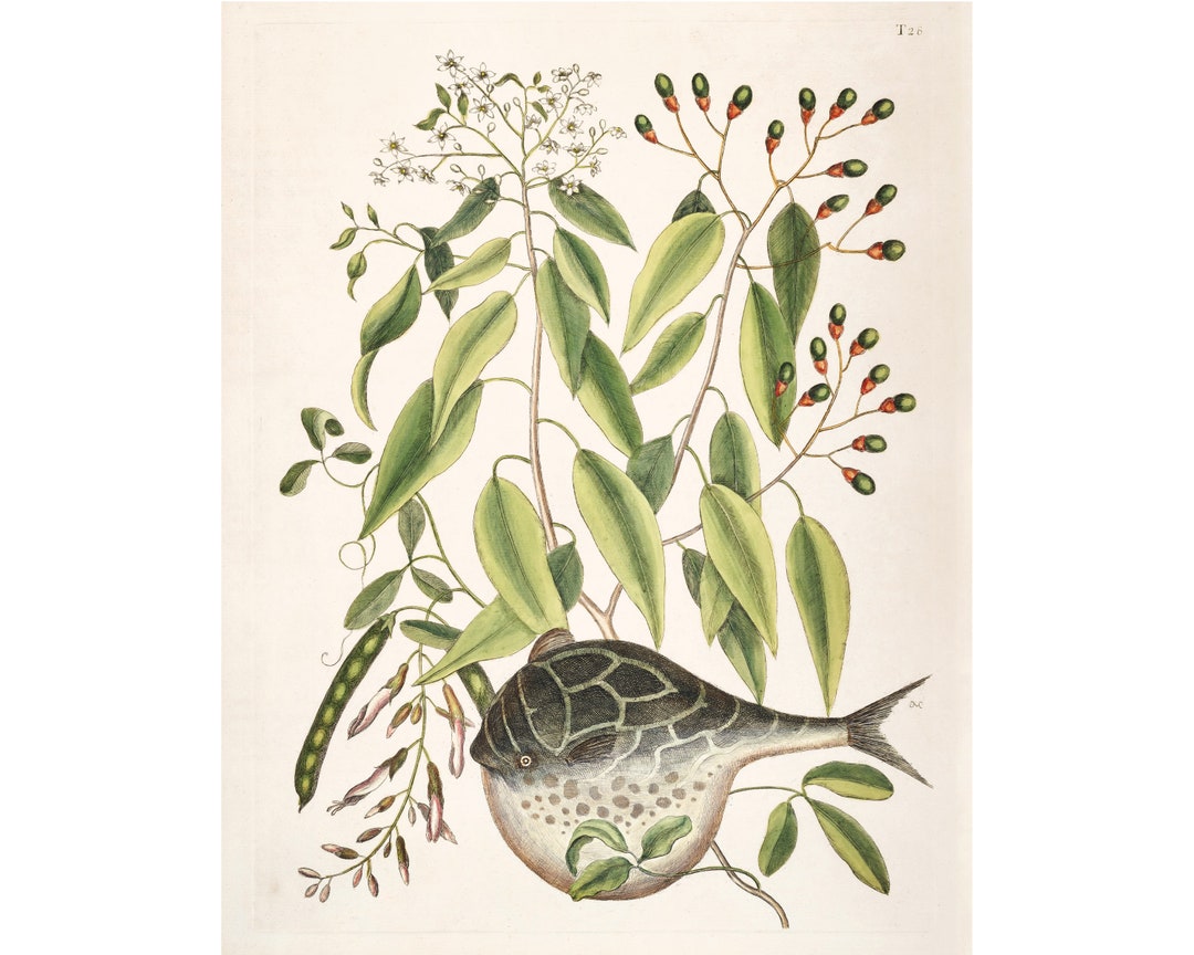 Antique Globe Fish Art | 1754 Mark Catesby Print | Vintage Natural ...