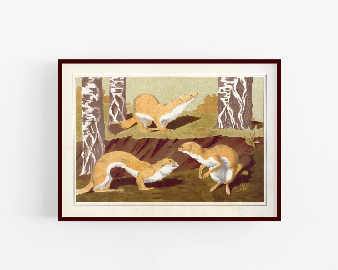 Art Nouveau Ermine Print: Vintage Natural History Decor - Etsy