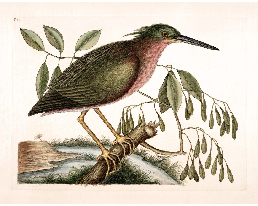Antique Bird Art Eurasian Bittern 18th Century Mark Catesby Natural ...
