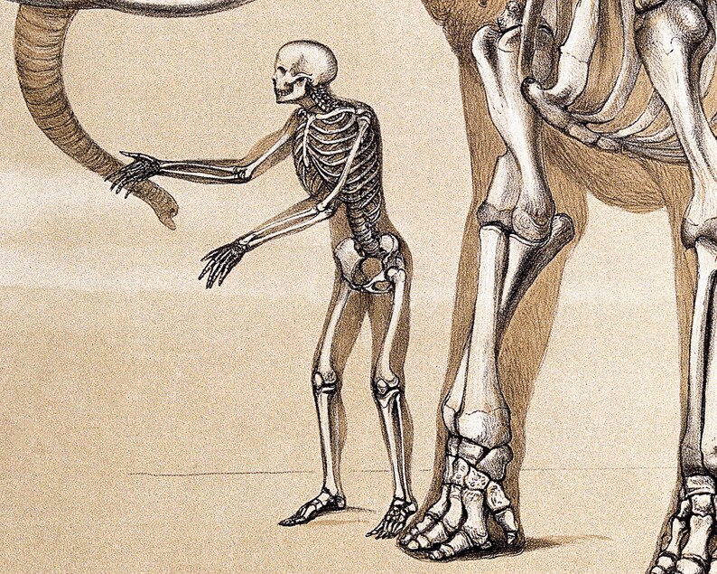 Human & Elephant Anatomy Print Vintage Anatomical - Etsy