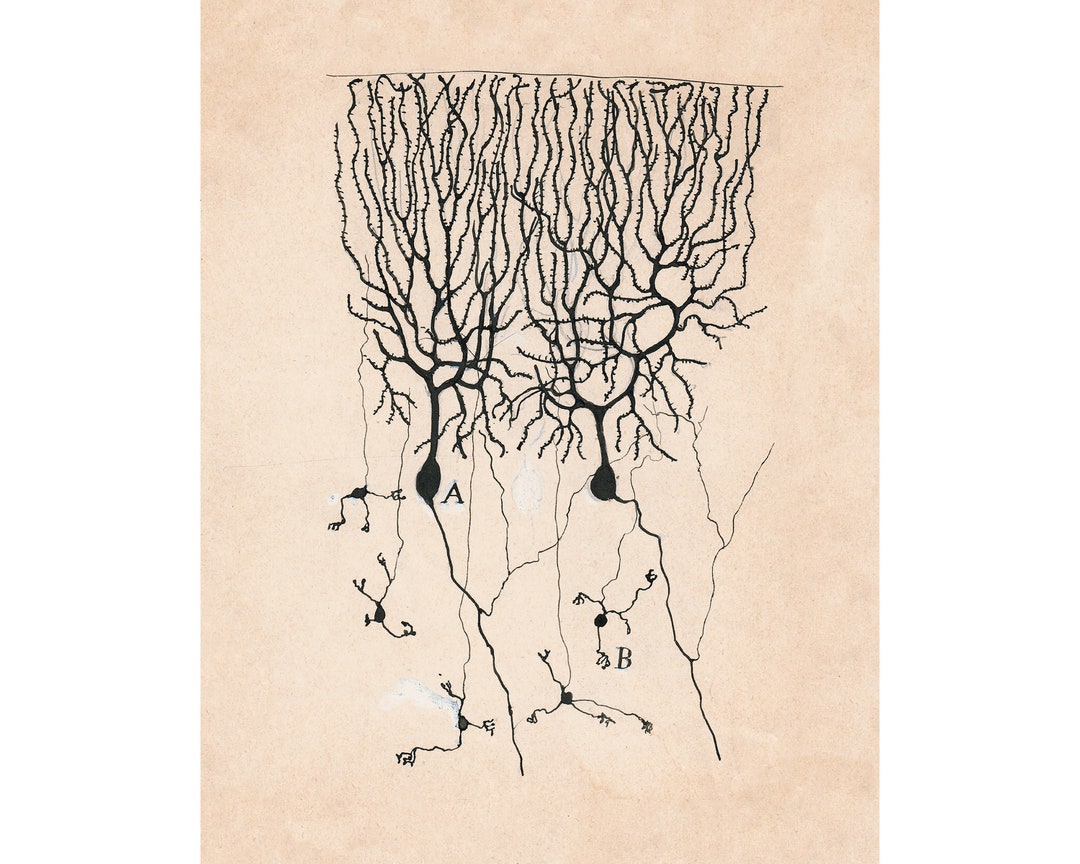 Vintage Neuron Drawing Santiago Ramón Y Cajal Light Academia Anatomical ...