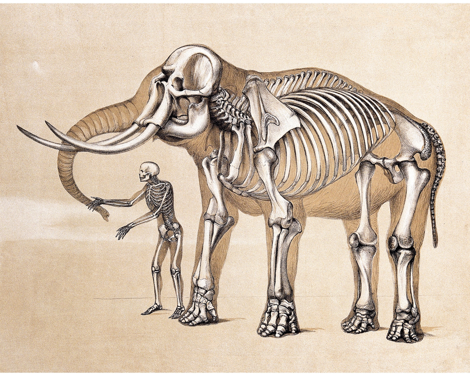 Human & Elephant Anatomy Print Vintage Anatomical - Etsy