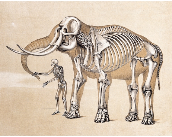 Human & Elephant Anatomy Print Vintage Anatomical - Etsy