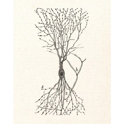 Santiago Ramón Y Cajal Neuron Drawing Art Print Antique Brain - Etsy