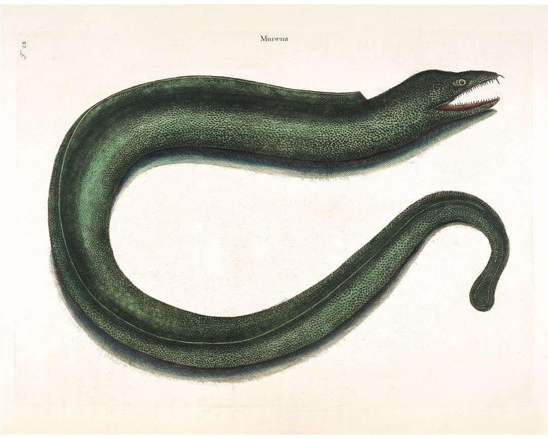 Antique Eel Art 18th Century Mark Catesby Natural History - Etsy