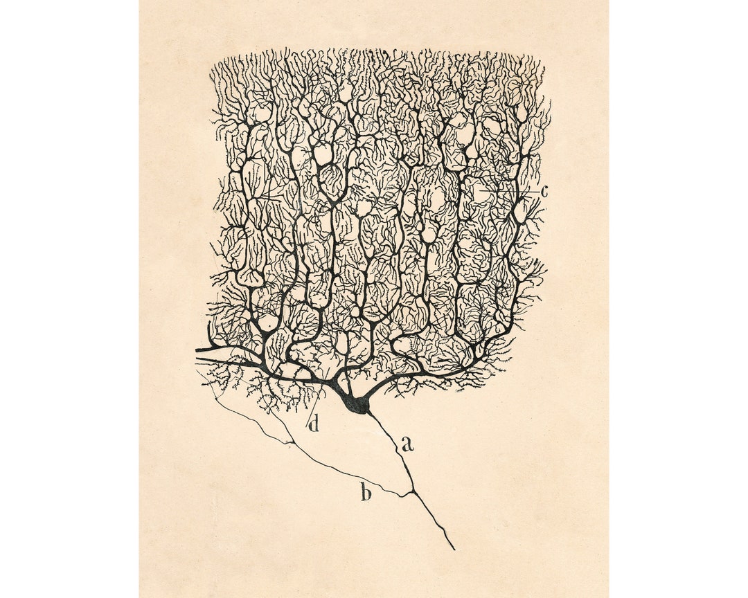 Buy Vintage Neuron Drawing by Santiago Ramón Cajal - Antique Anatomical ...