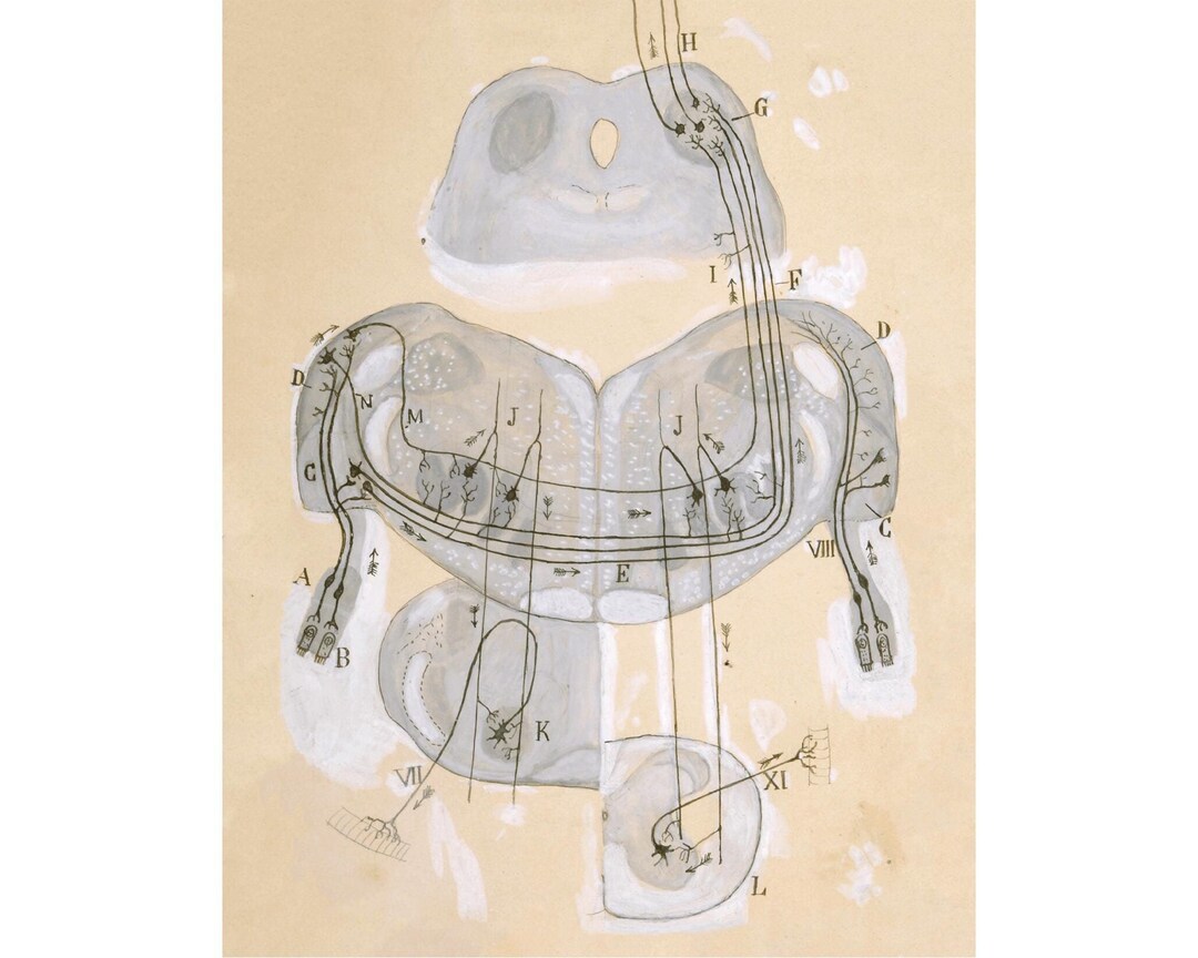 Vintage Anatomy Drawing | Trapezoid Body for Ears | Santiago Ramón Y ...