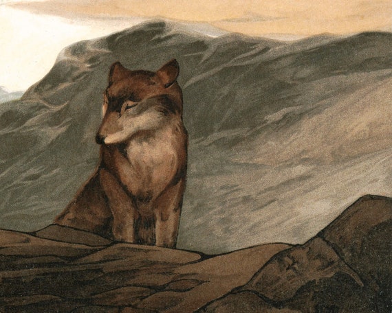 The Jungle Book Wolf Akela