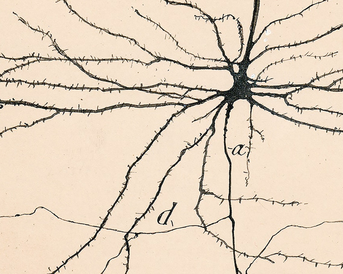 Vintage Neuron Drawing | Santiago Ramón Y Cajal | Light Academia ...