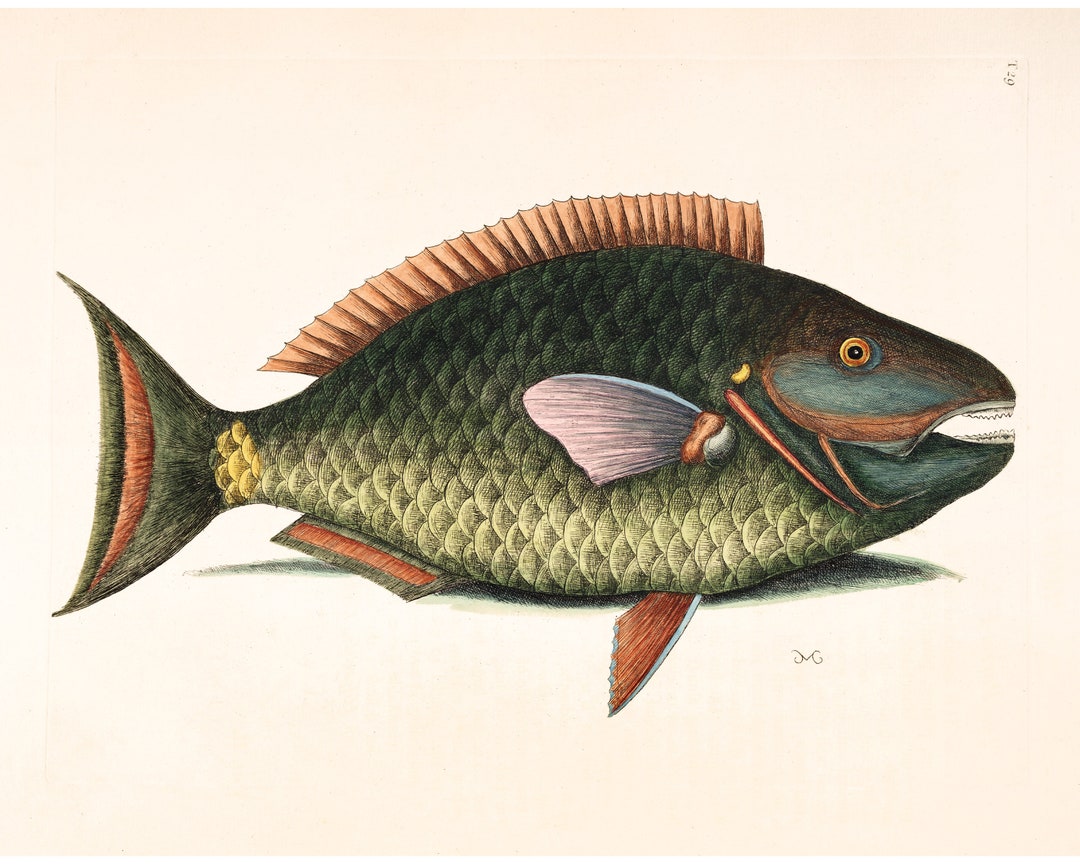Antique Fish Art | 18th Century Mark Catesby | Natural History ...