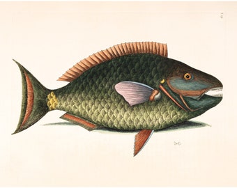 Antique Angel Fish 18th Century Mark Catesby Natural | Etsy