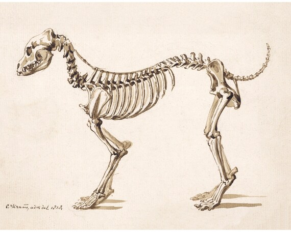 Dog Skeleton Drawing