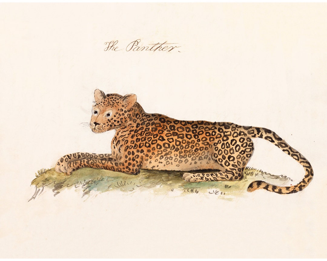 Exquisite Vintage Cheetah Print in Light Academia Style - Wild Animal ...
