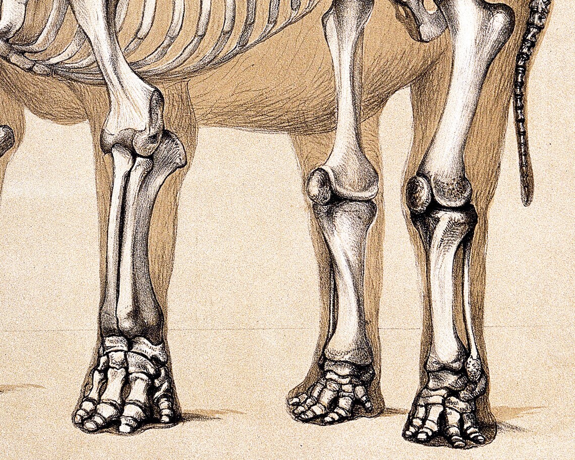 Human & Elephant Anatomy Print Vintage Anatomical - Etsy