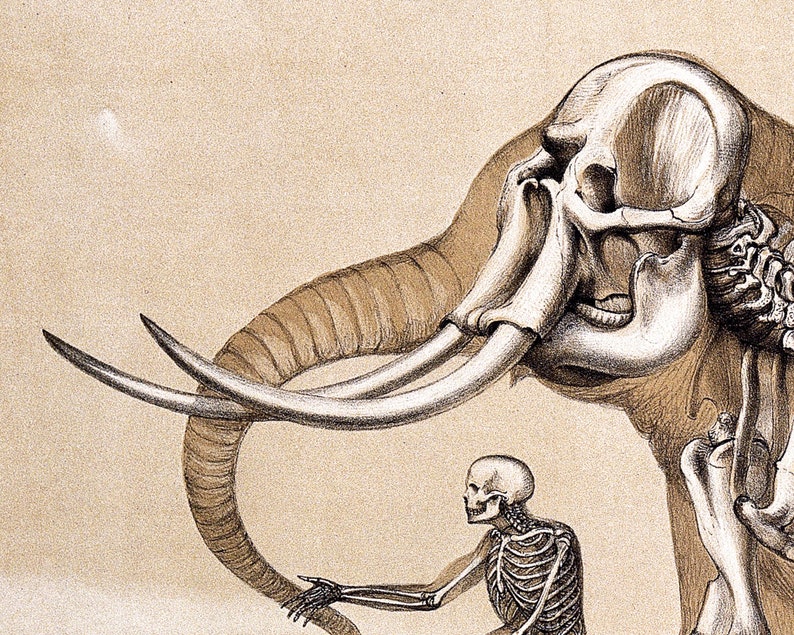 Human & Elephant Anatomy Print Vintage Anatomical - Etsy