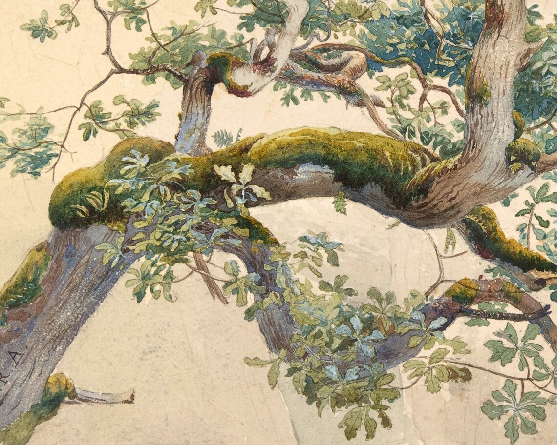 Tree Art Print Tree Branches Natural History Painting - Etsy