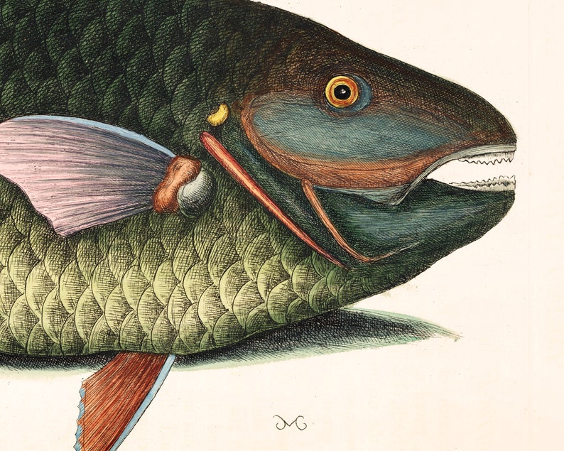 Antique Fish Art 18th Century Mark Catesby Natural History | Etsy
