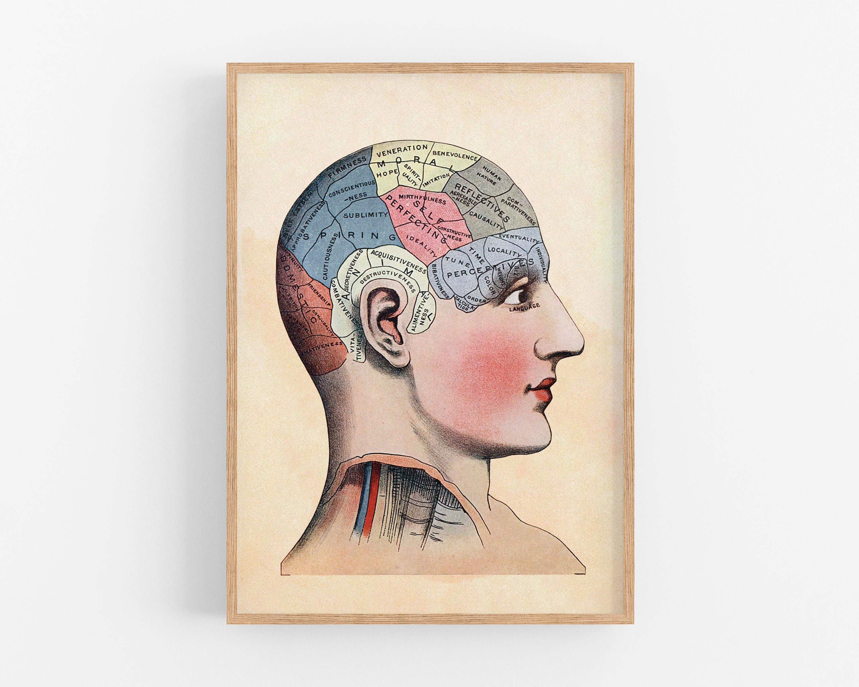 Phrenology Art