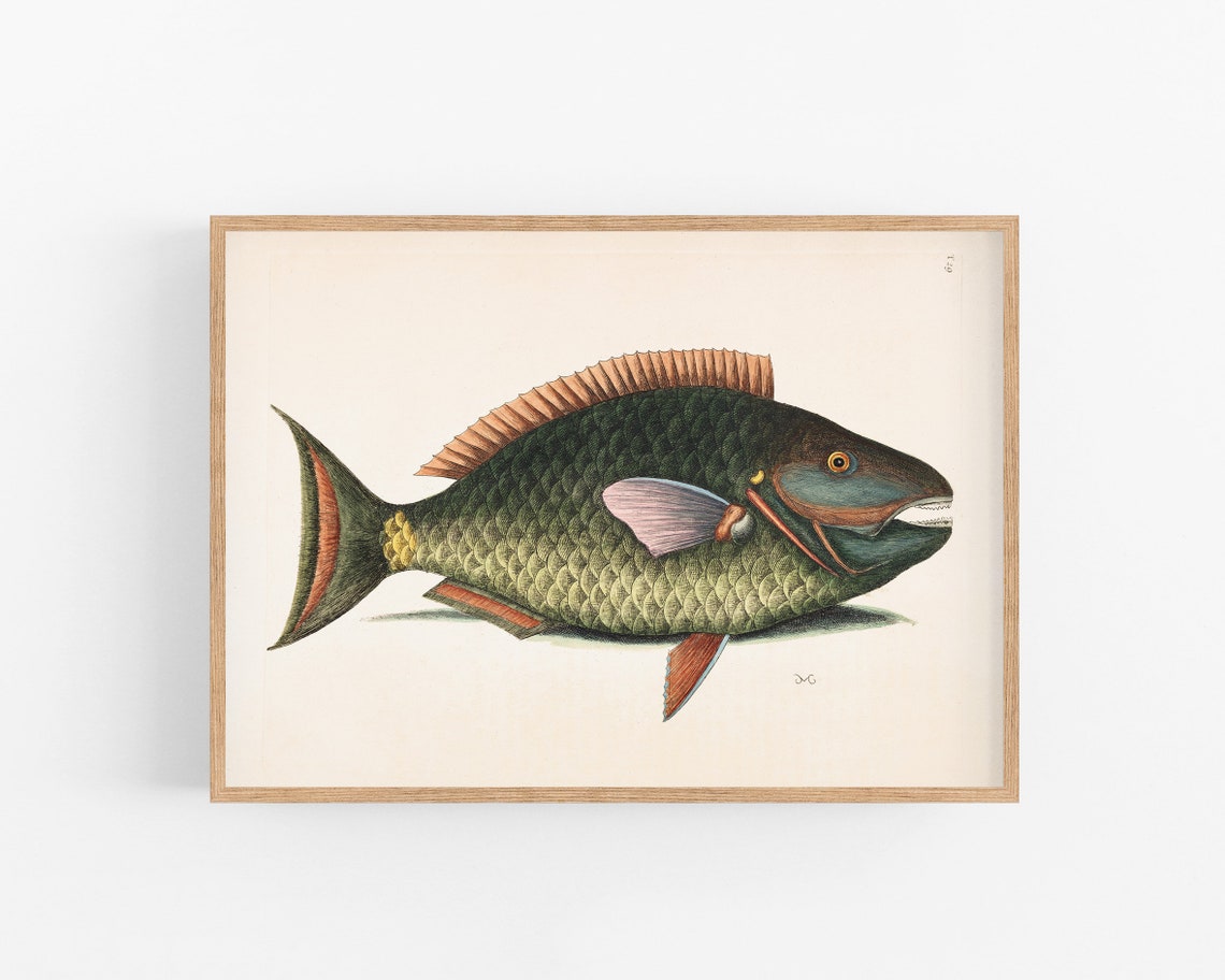 Antique Fish Art 18th Century Mark Catesby Natural History | Etsy