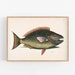 Antique Fish Art | 18th Century Mark Catesby | Natural History ...