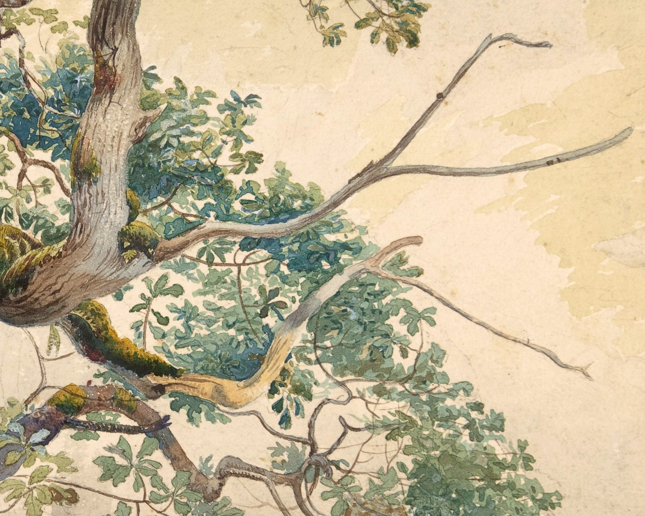 Tree Art Print Tree Branches Natural History Painting - Etsy