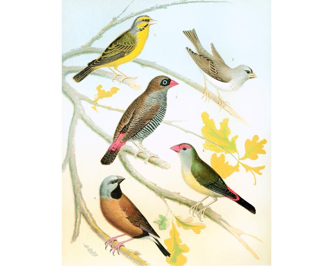 Finches and Australian Waxbill | 18th Century Bird Illustration ...
