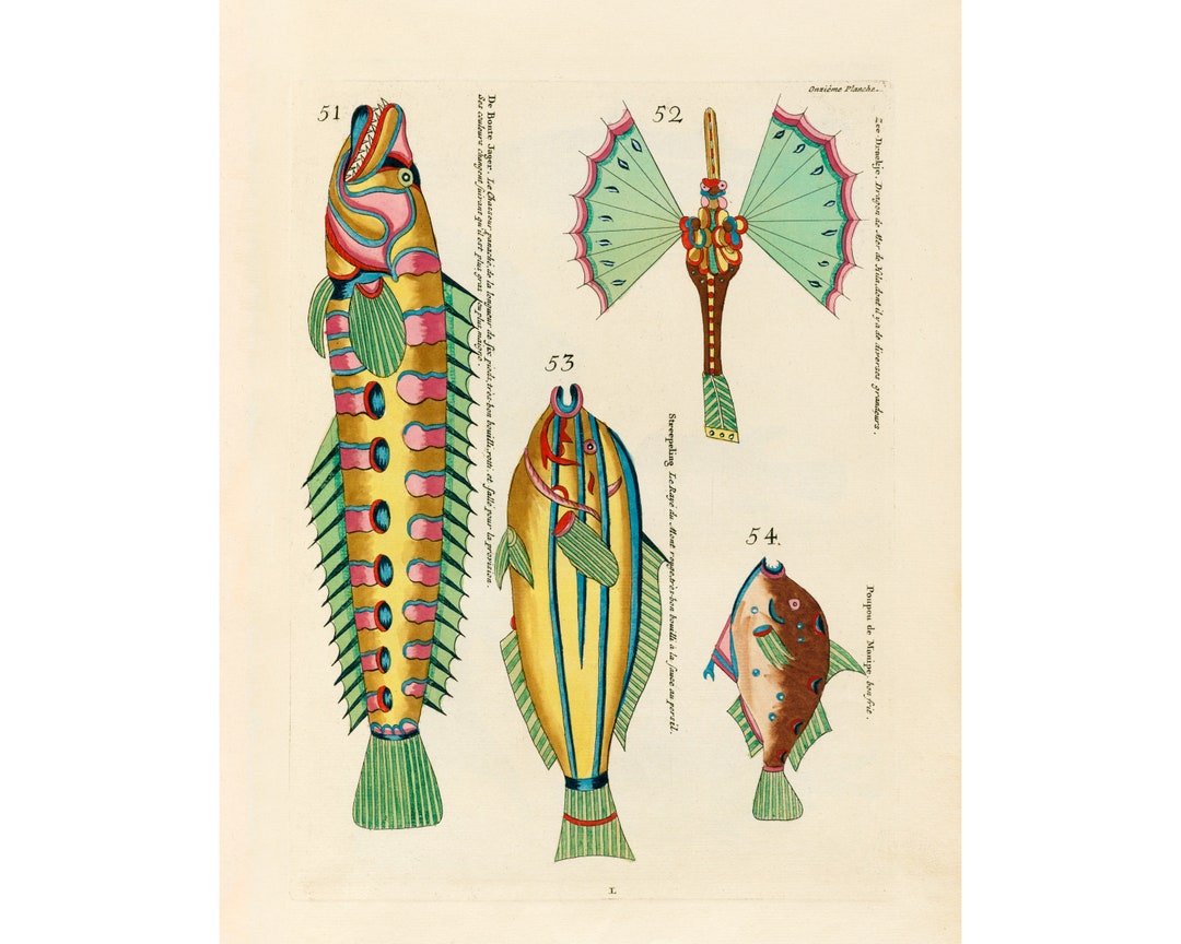 Antique Fish Art Print: 18th Century Natural History Illustration - Etsy