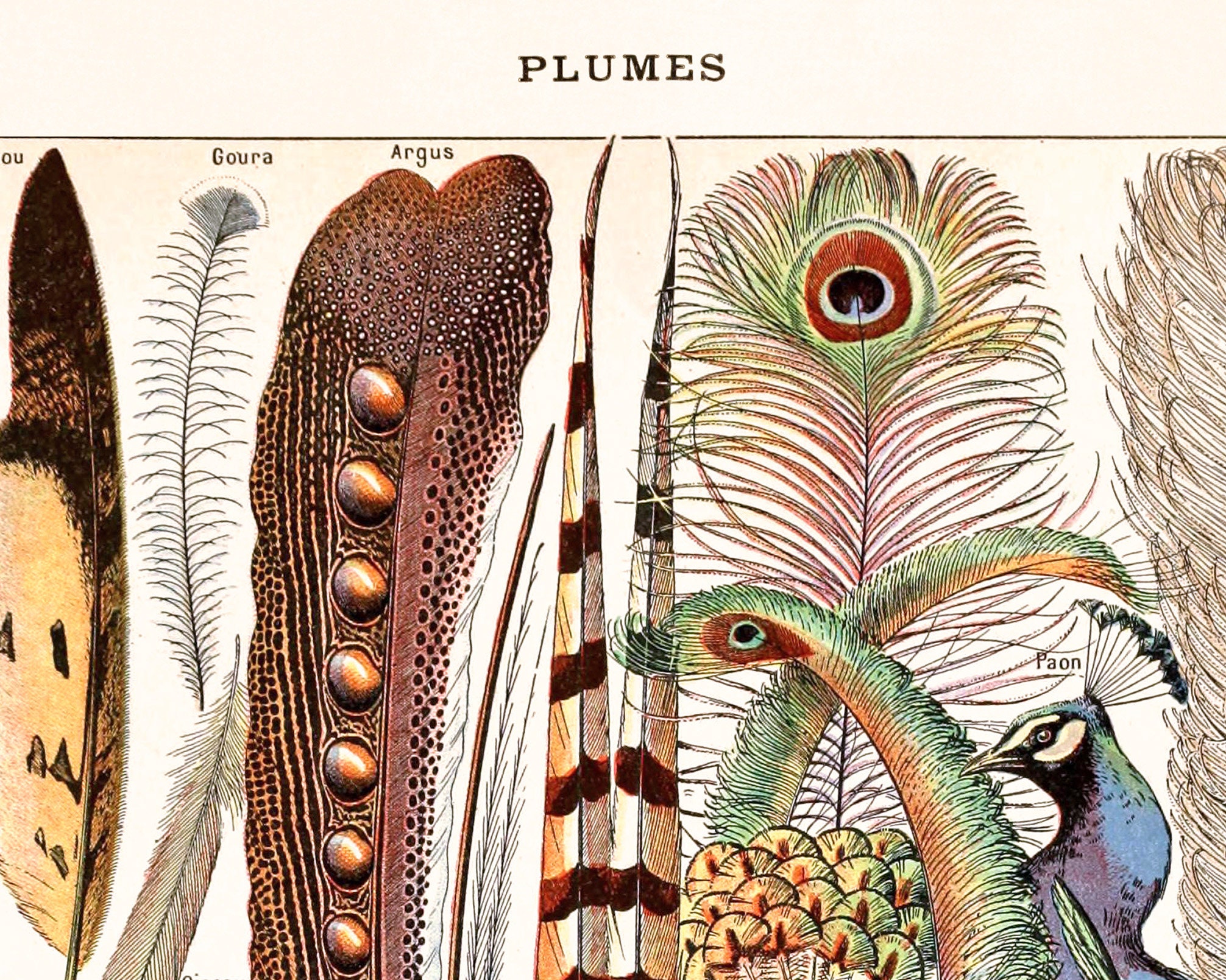 French Plumes Art Print Vintage Feathers and Birds Le - Etsy