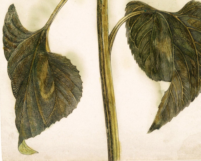 Ancient Vintage Sunflower 17th Century Giclée Fine Art Print - Etsy