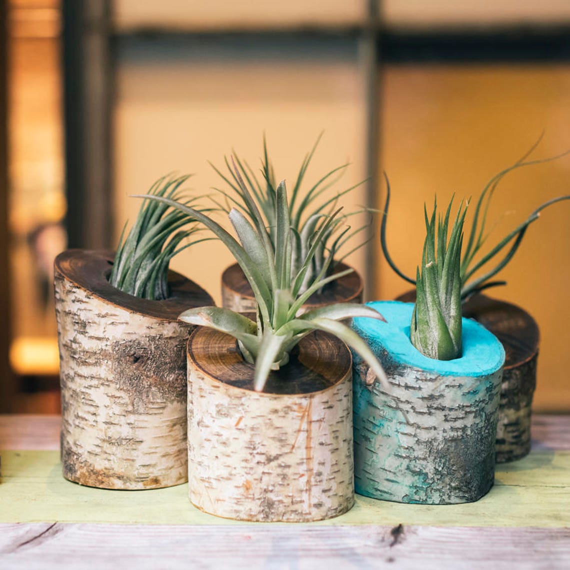 Birch Planters - Etsy
