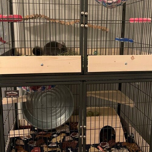 Exterior/interior Full Sets of Cage Guards / Cage Poop Guards - Etsy