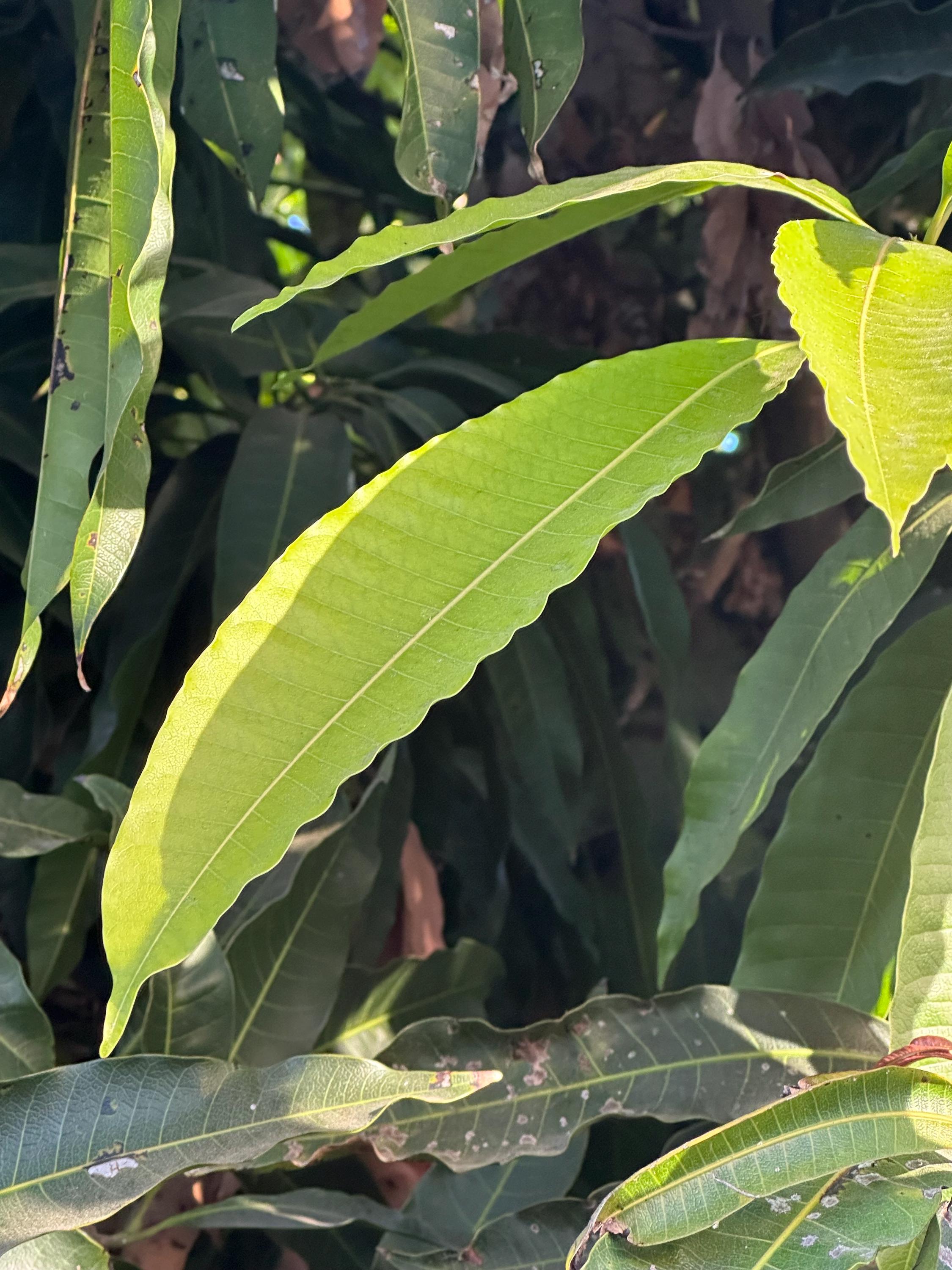 Fresh Mango Leaves/mango Leaf, Organic Tree Leaf Tea/garden Pick Mango ...