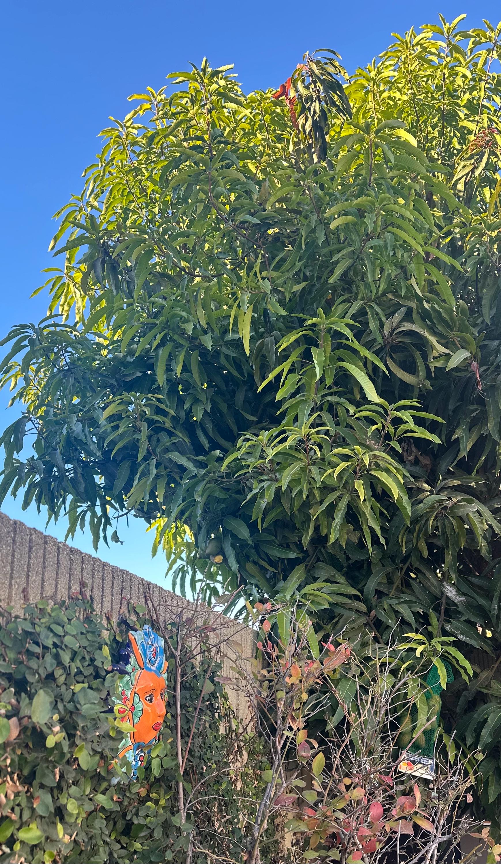 Fresh Mango Leaves/mango Leaf, Organic Tree Leaf Tea/garden Pick Mango ...