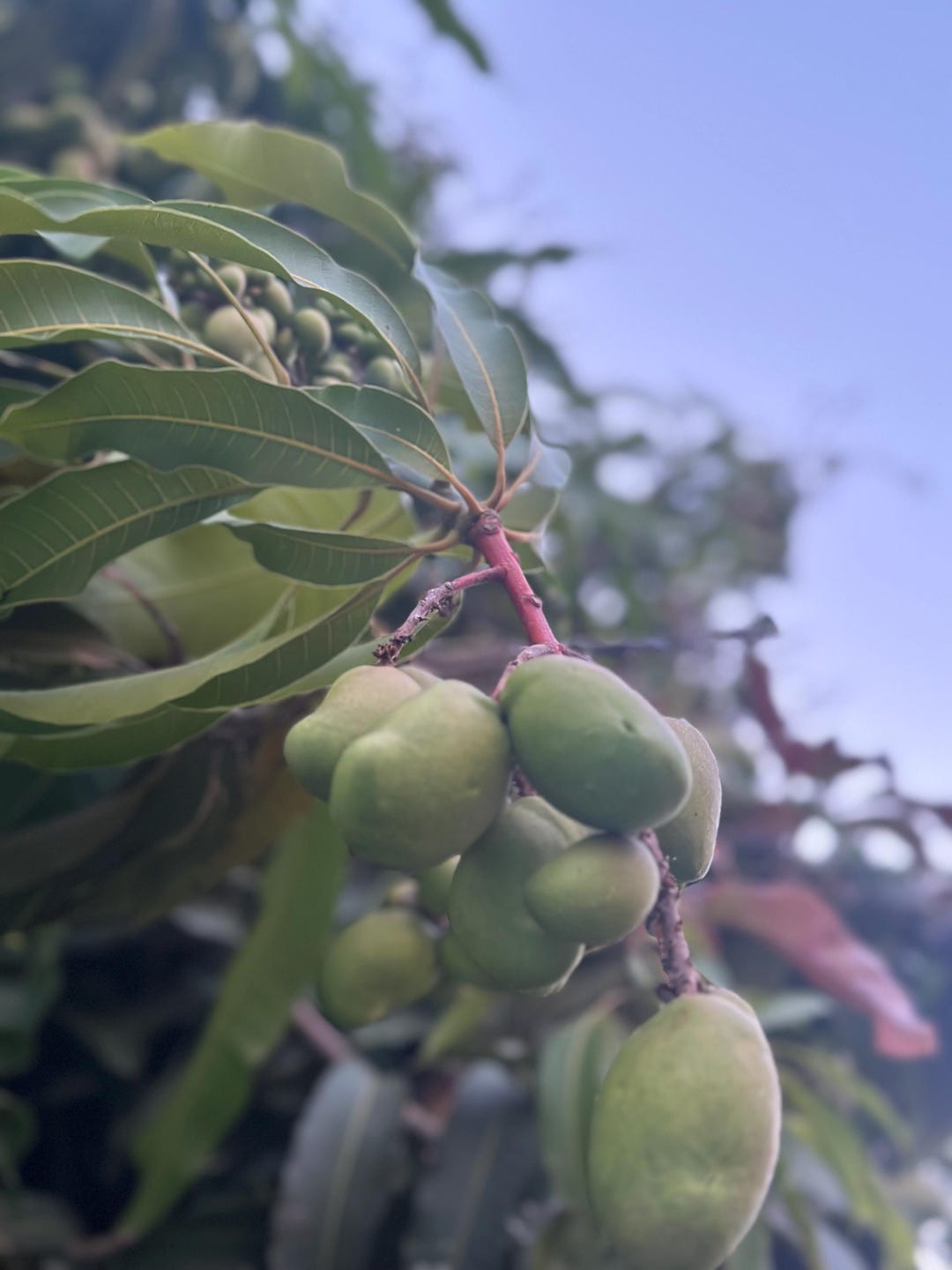 Fresh Mango Leaves/mango Leaf, Organic Tree Leaf Tea/garden Pick Mango ...