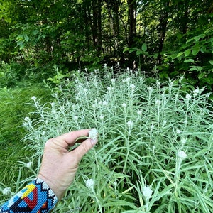 CONIFER BALM Siberian Cedar Sap and Oil, Pinyon Sap, Limited Edition ...