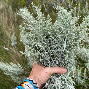 CONIFER BALM Siberian Cedar Sap and Oil, Pinyon Sap, Limited Edition ...