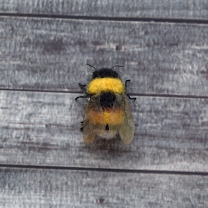 Photography Prop Realistic Bumblebee Felted Bee Product Photo Prop ...
