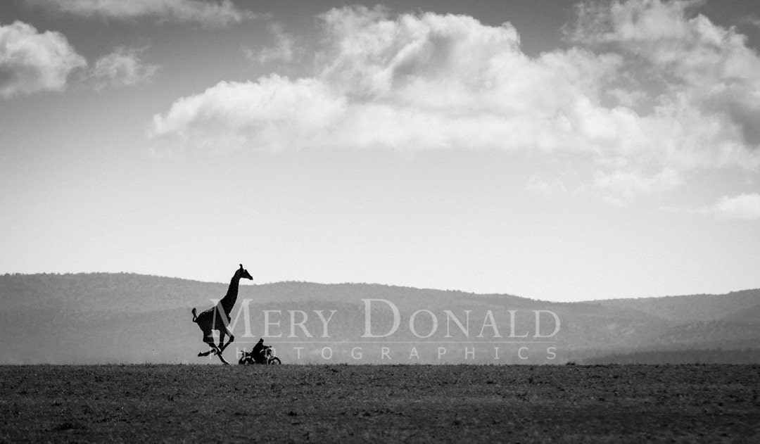 Giraffe Vs. Motorcycle II Archival Fine Art Fiber Print - Etsy