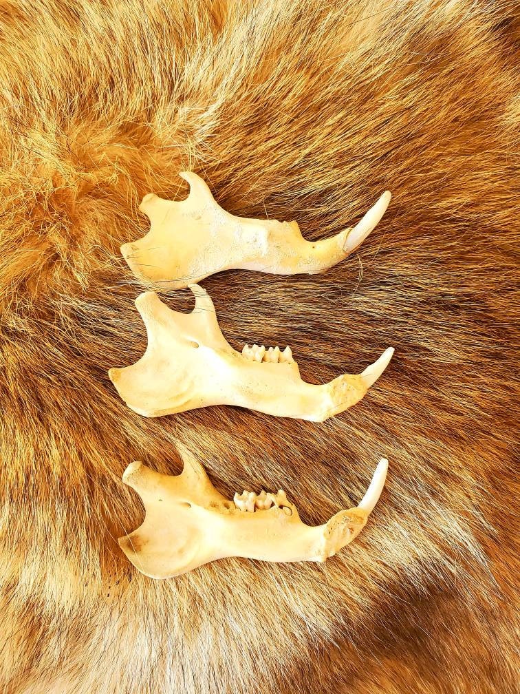 Found this jawbone piece next to a small stream in western mass. What ...