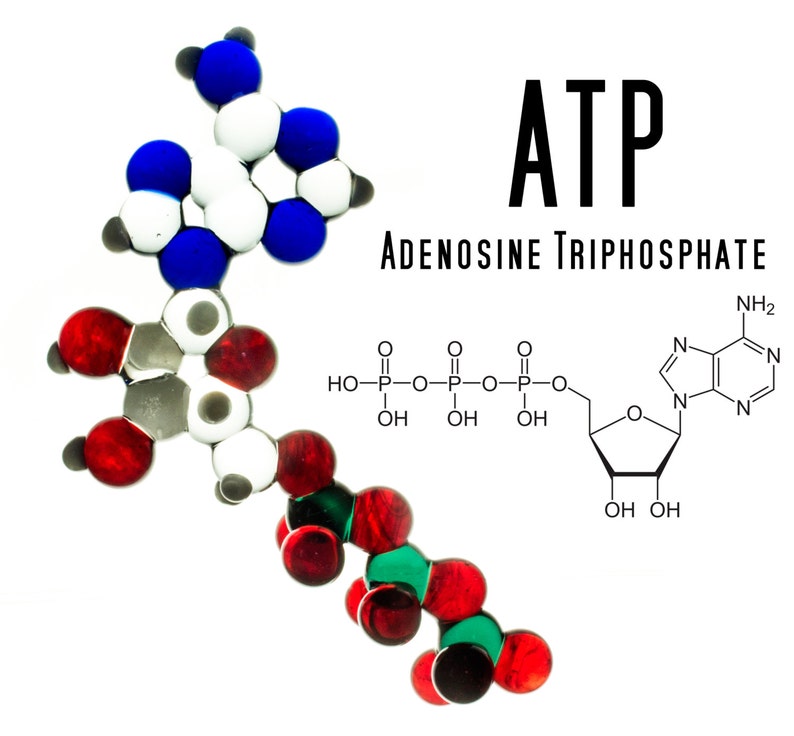 Lampworked Glass ATP Molecule Model small | Etsy